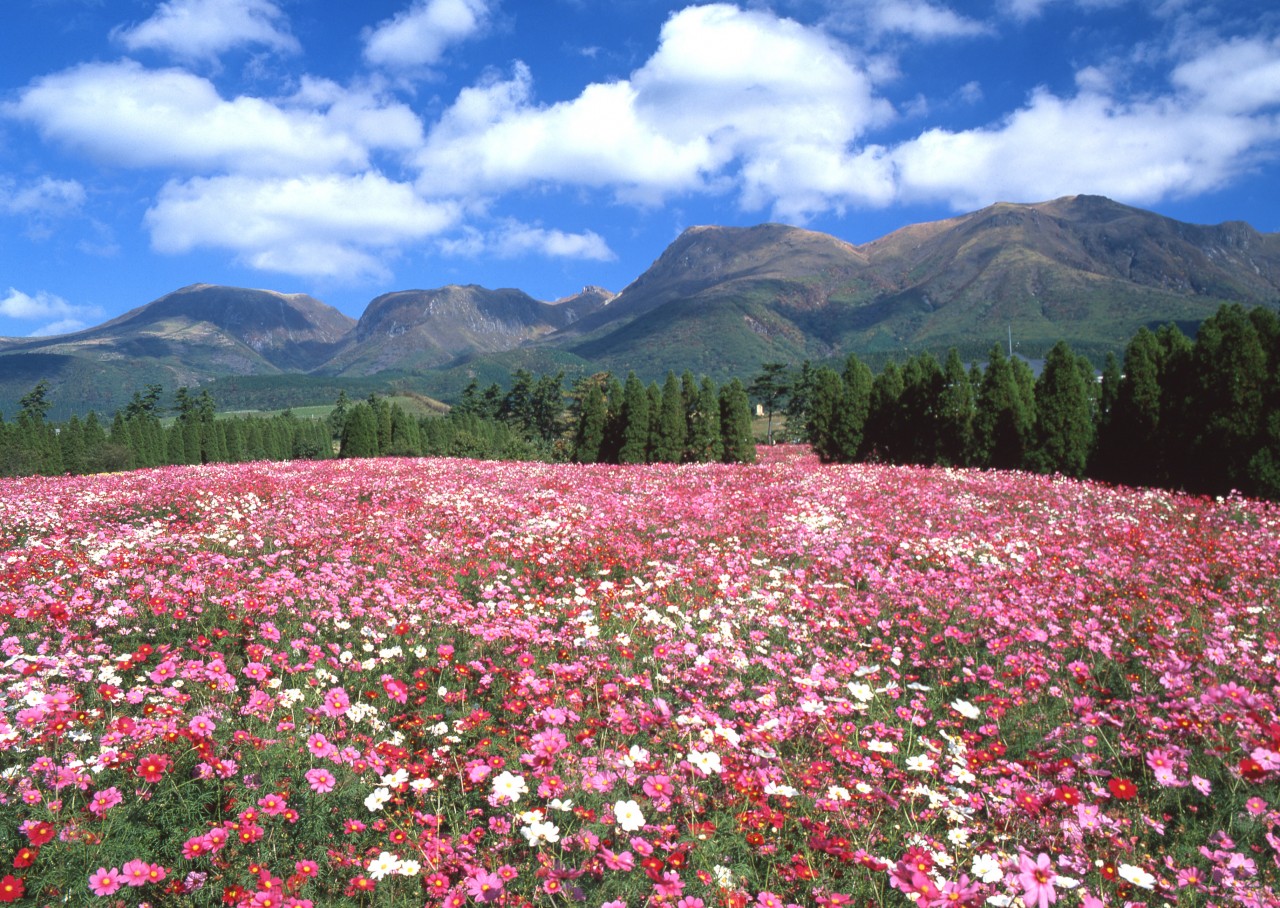 aisc-japan-kagoshima-airport-to-ibusuki-onsen-shared-transfer