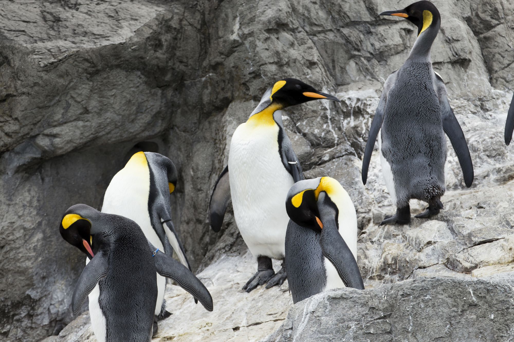 AISC Japan » 7UP Cherry Tomato. Maihama Area